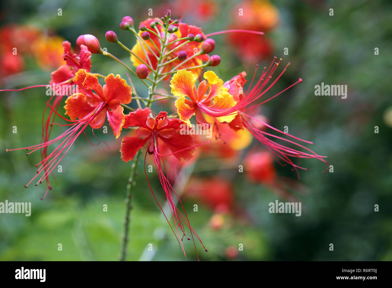 peacock bush (caesalpinia pulcherrima),pride of barbados Stock Photo ...