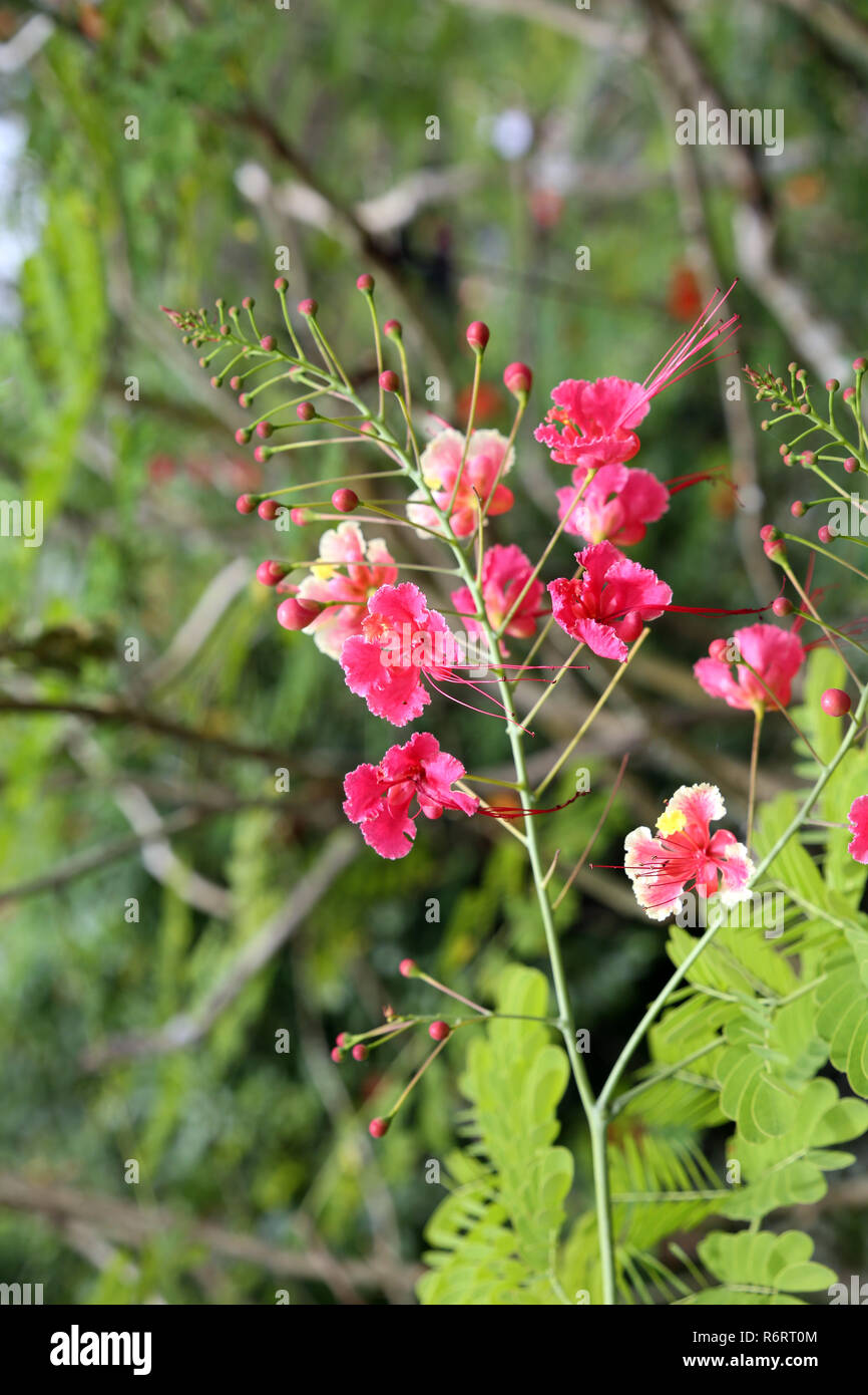 peacock bush (caesalpinia pulcherrima),pride of barbados Stock Photo ...