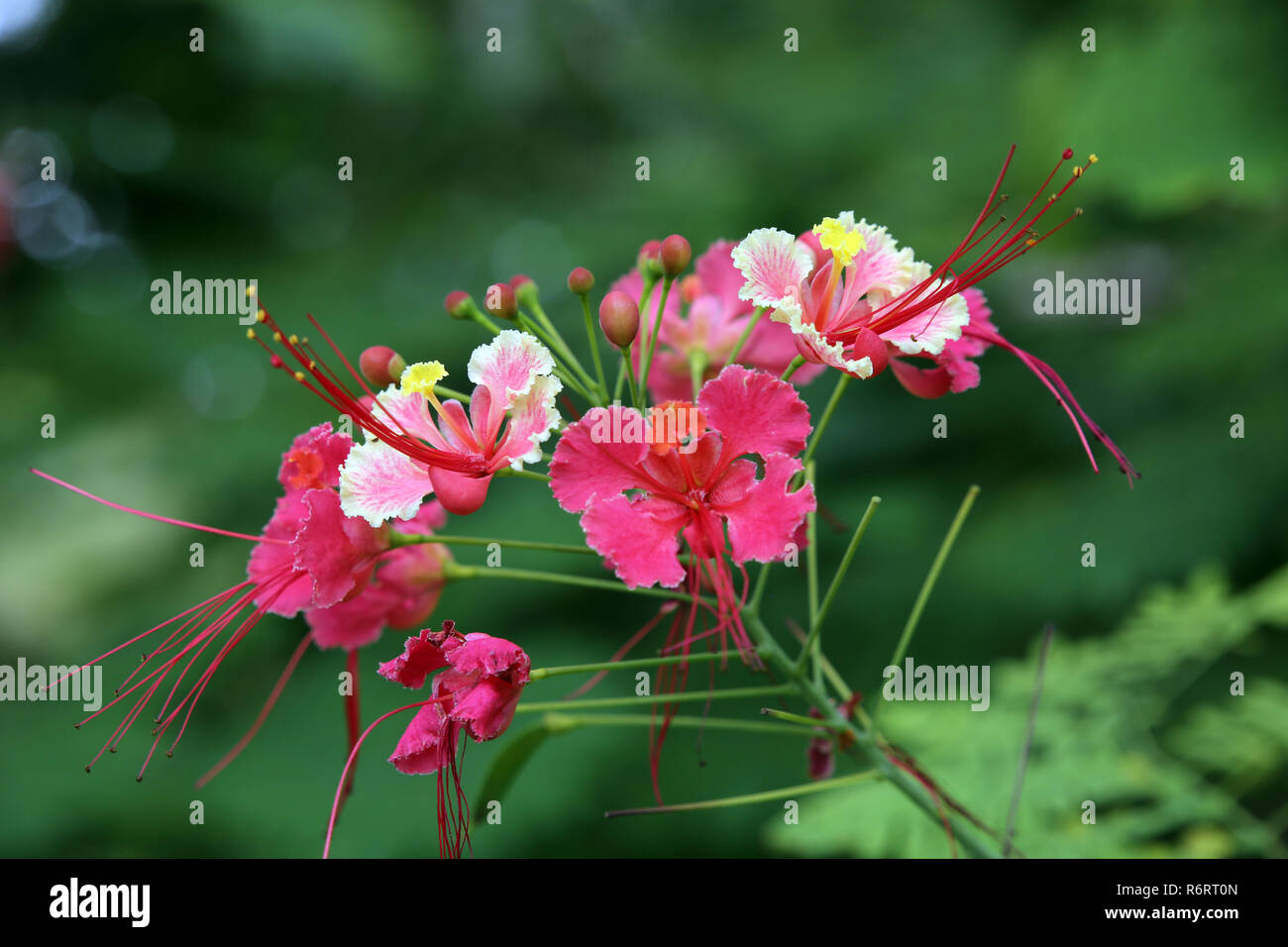 peacock bush (caesalpinia pulcherrima),pride of barbados Stock Photo ...