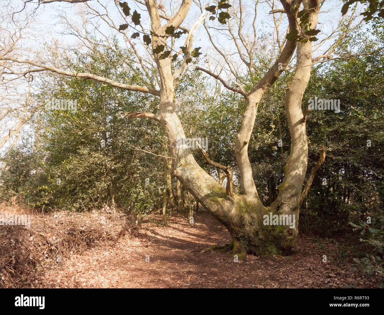 Living inside tree trunk hi-res stock photography and images - Alamy