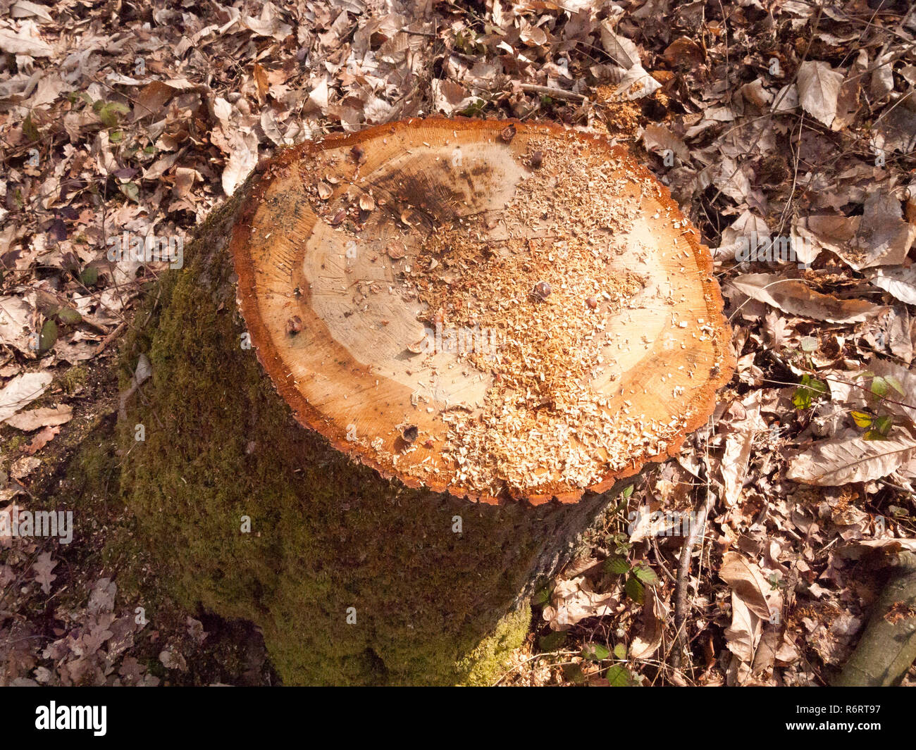 newly cut tree trunk stump woodland forest floor surgery Stock Photo ...