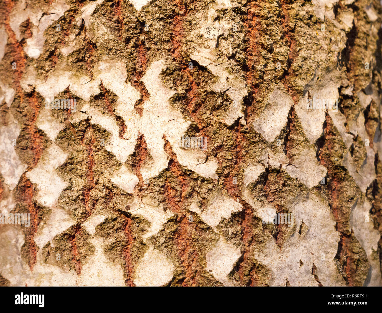 Aspen tree wooden texture hi-res stock photography and images - Alamy
