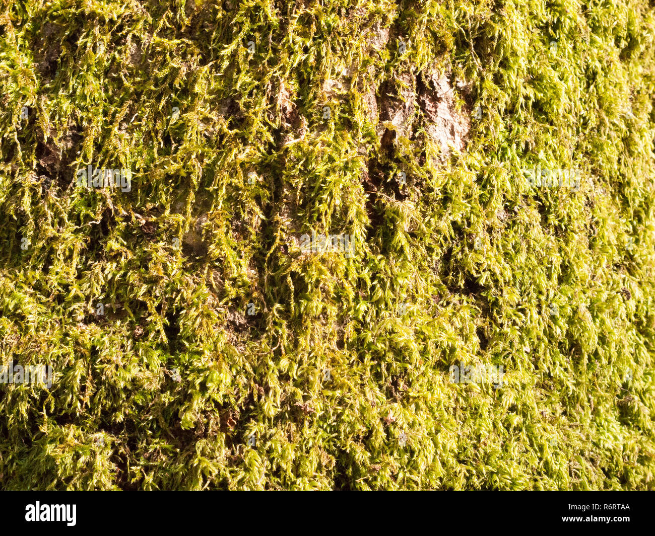Algae on tree hi-res stock photography and images - Alamy