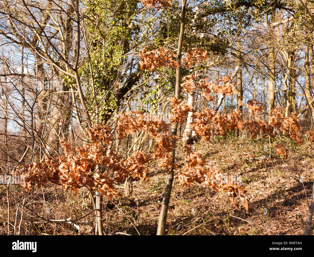 inside wood with many tree bare trunks tall forest woodland Stock Photo ...