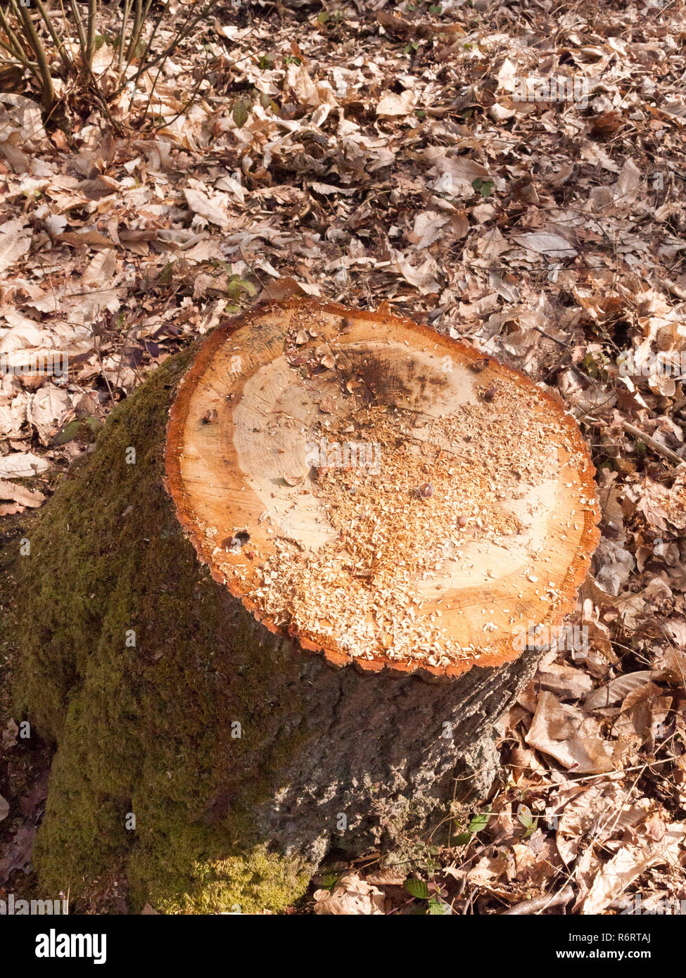 Newly cut tree stump hi-res stock photography and images - Alamy
