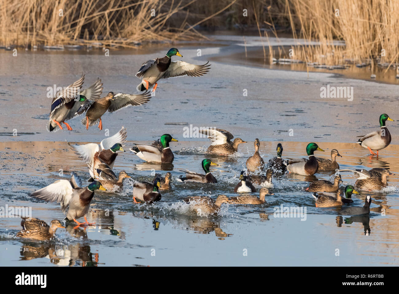 Group of ducks hi-res stock photography and images - Alamy