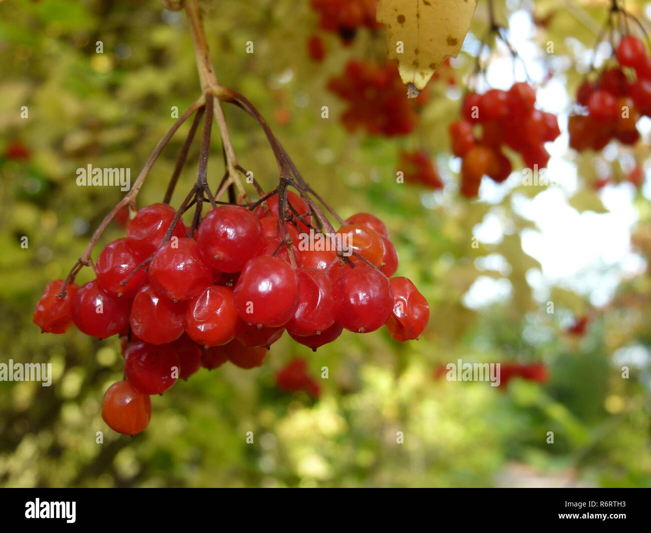 Essbare beeren hi-res stock photography and images - Alamy