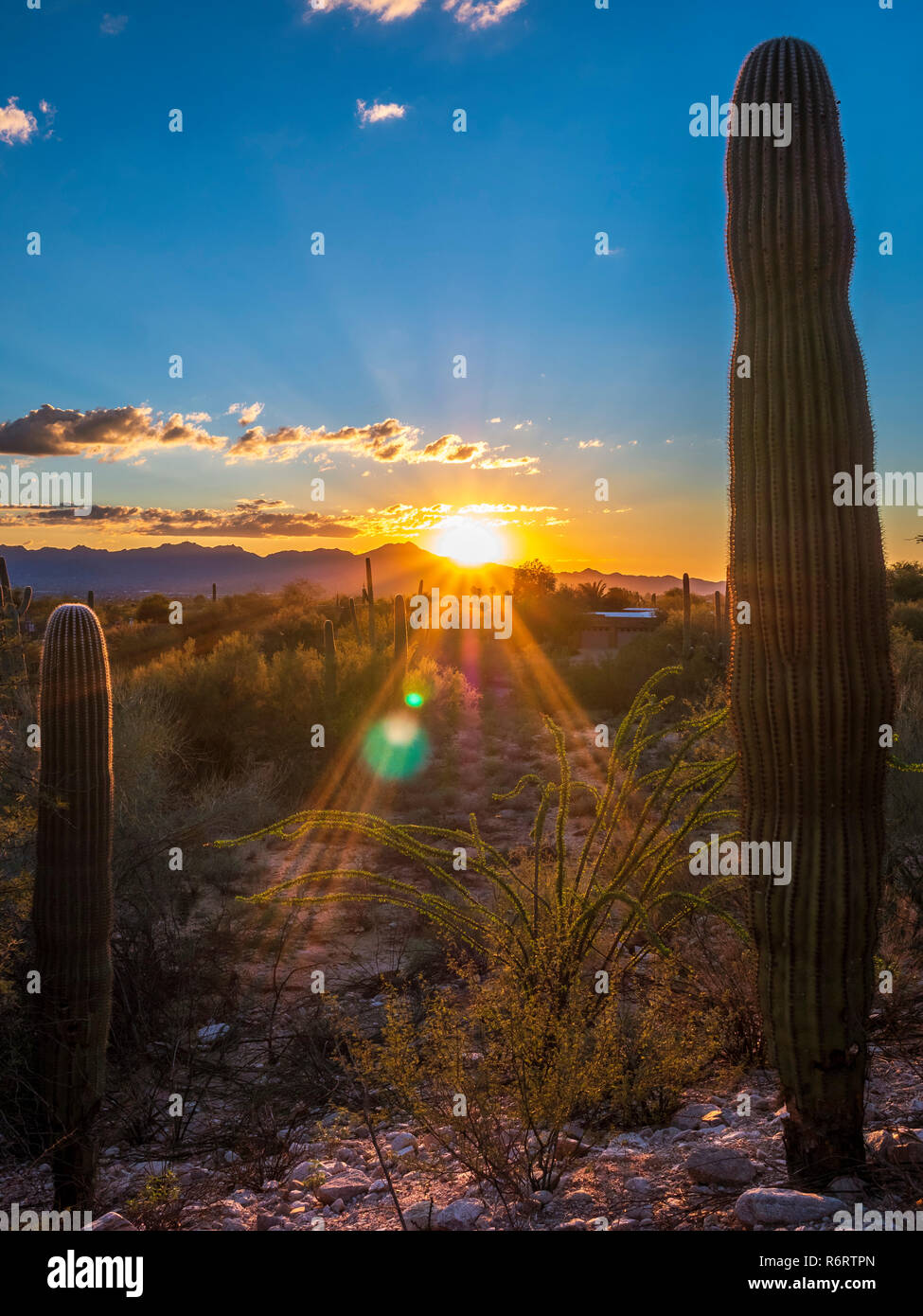 Cactus sunset in phoenix hi-res stock photography and images - Alamy