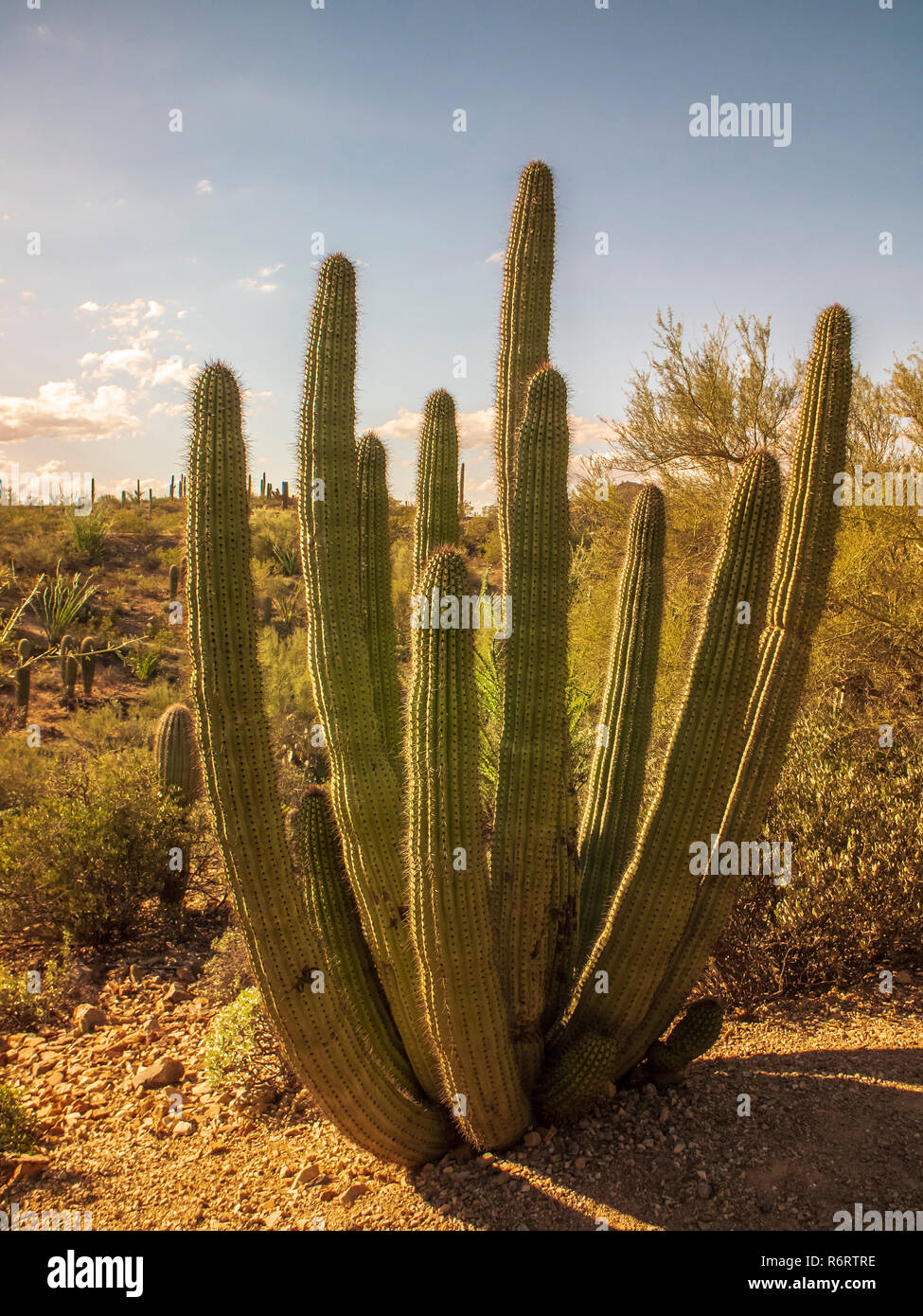 Ocotillo and saguaro cactus hi-res stock photography and images - Alamy