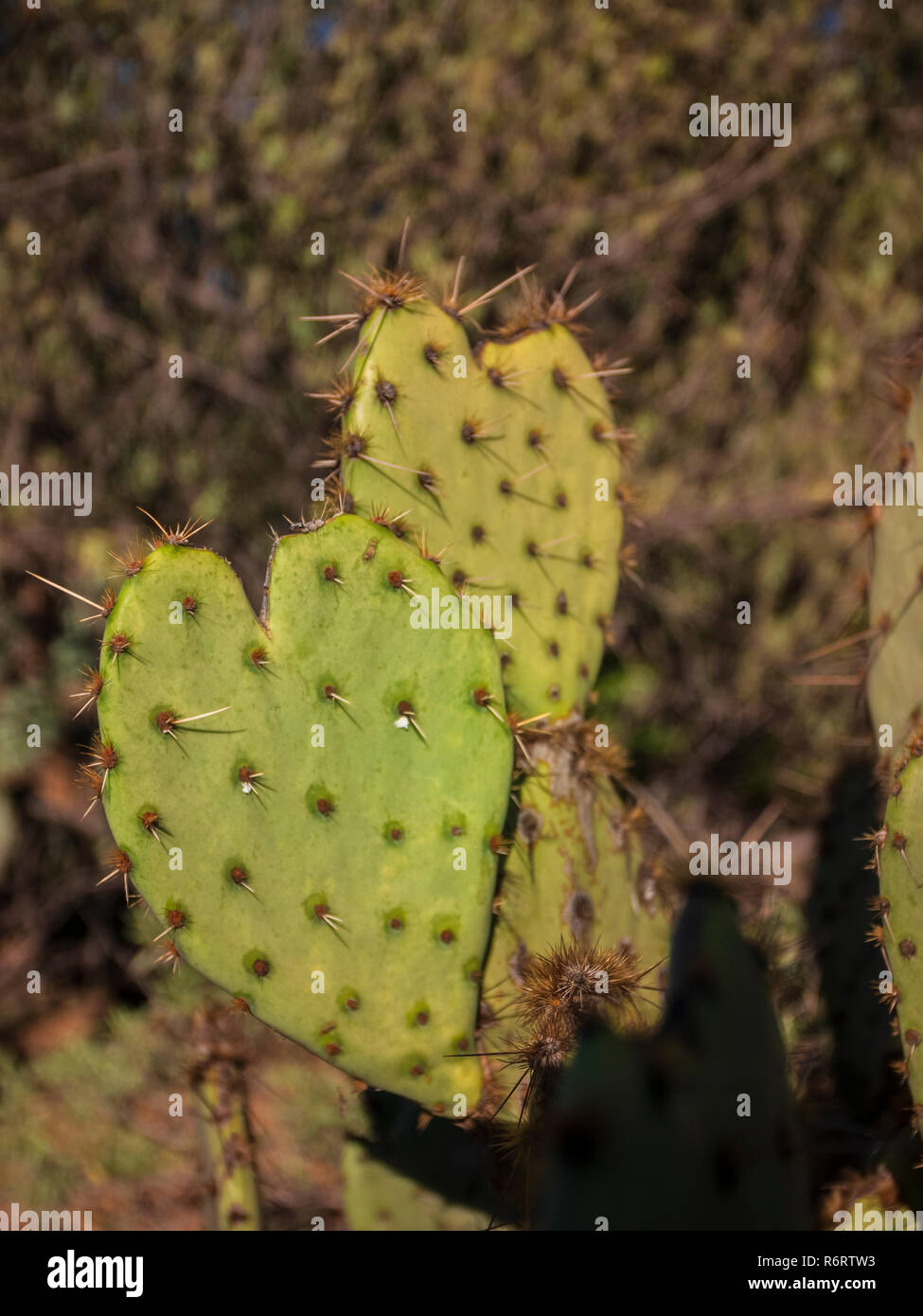 Cactus shape hi-res stock photography and images - Alamy