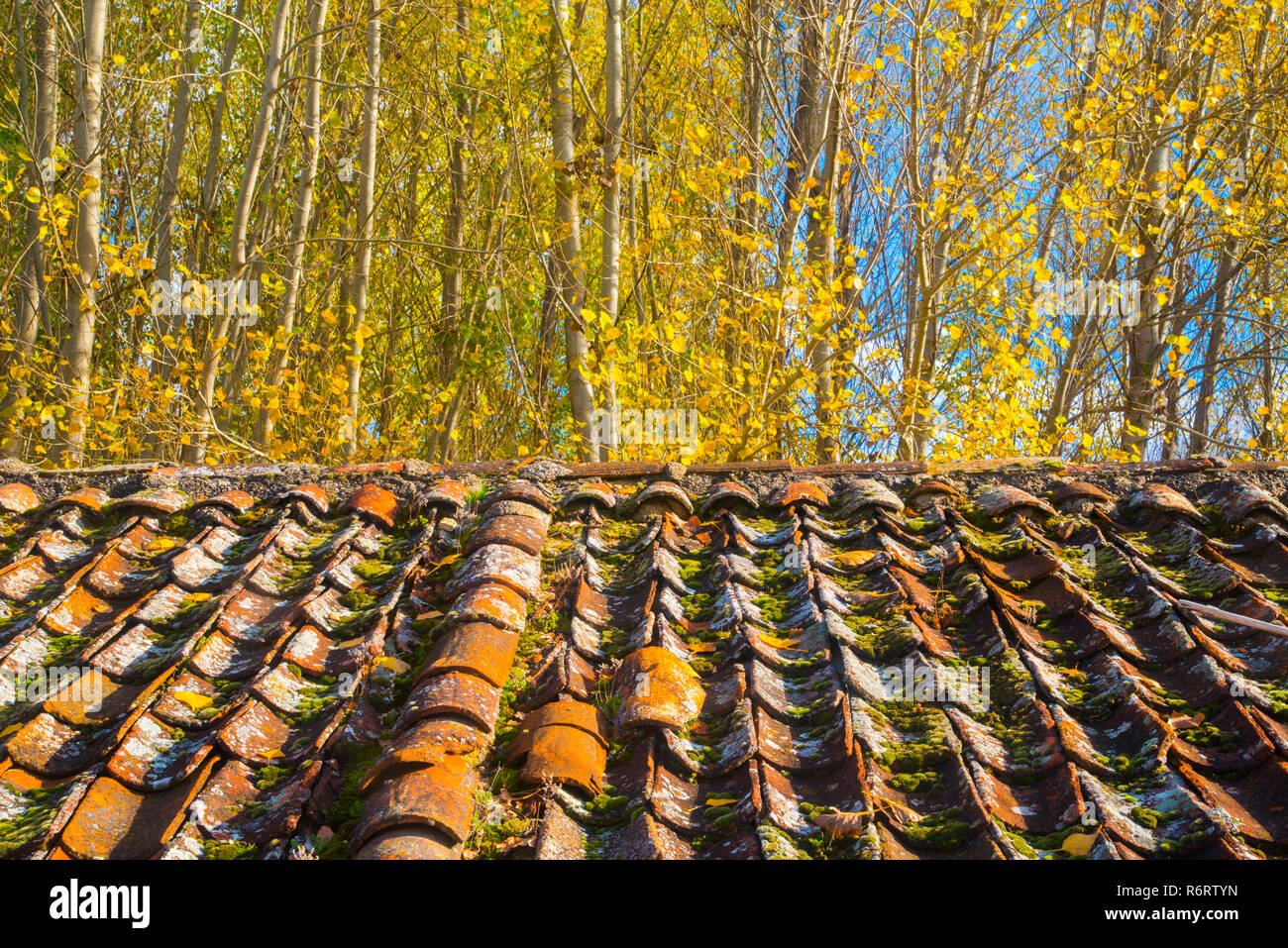 Old rooftop and Autumn trees Stock Photo - Alamy