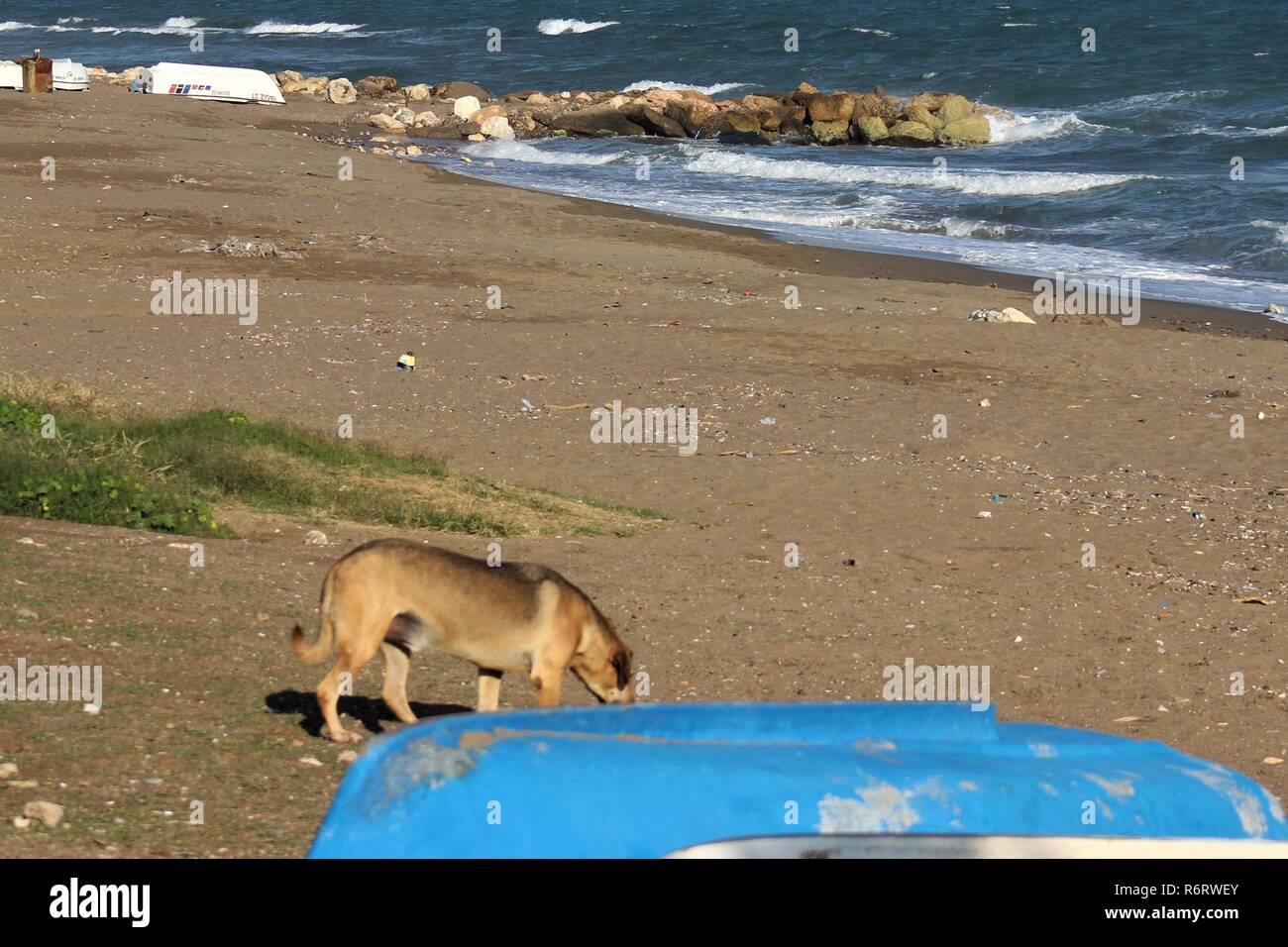 The Dog İn Seaside Stock Photo - Alamy