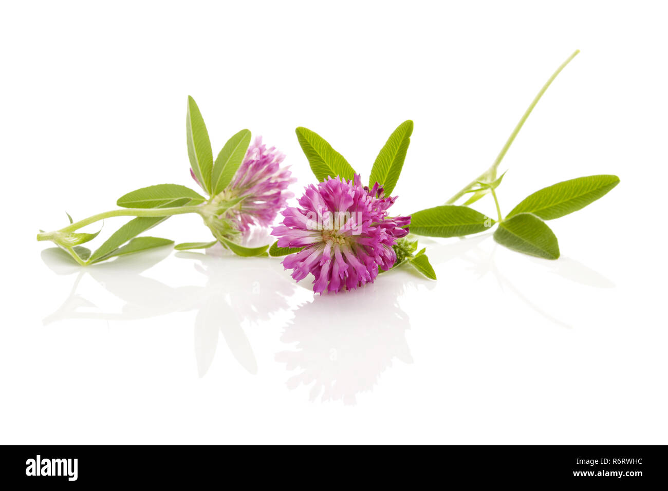 Clover or trefoil flowers Stock Photo - Alamy