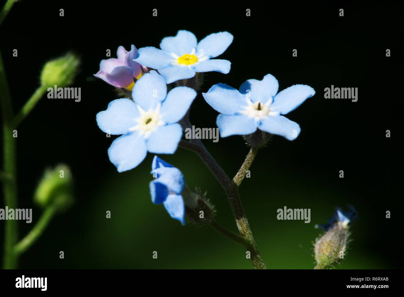 little wild flowers on endless green background Stock Photo - Alamy