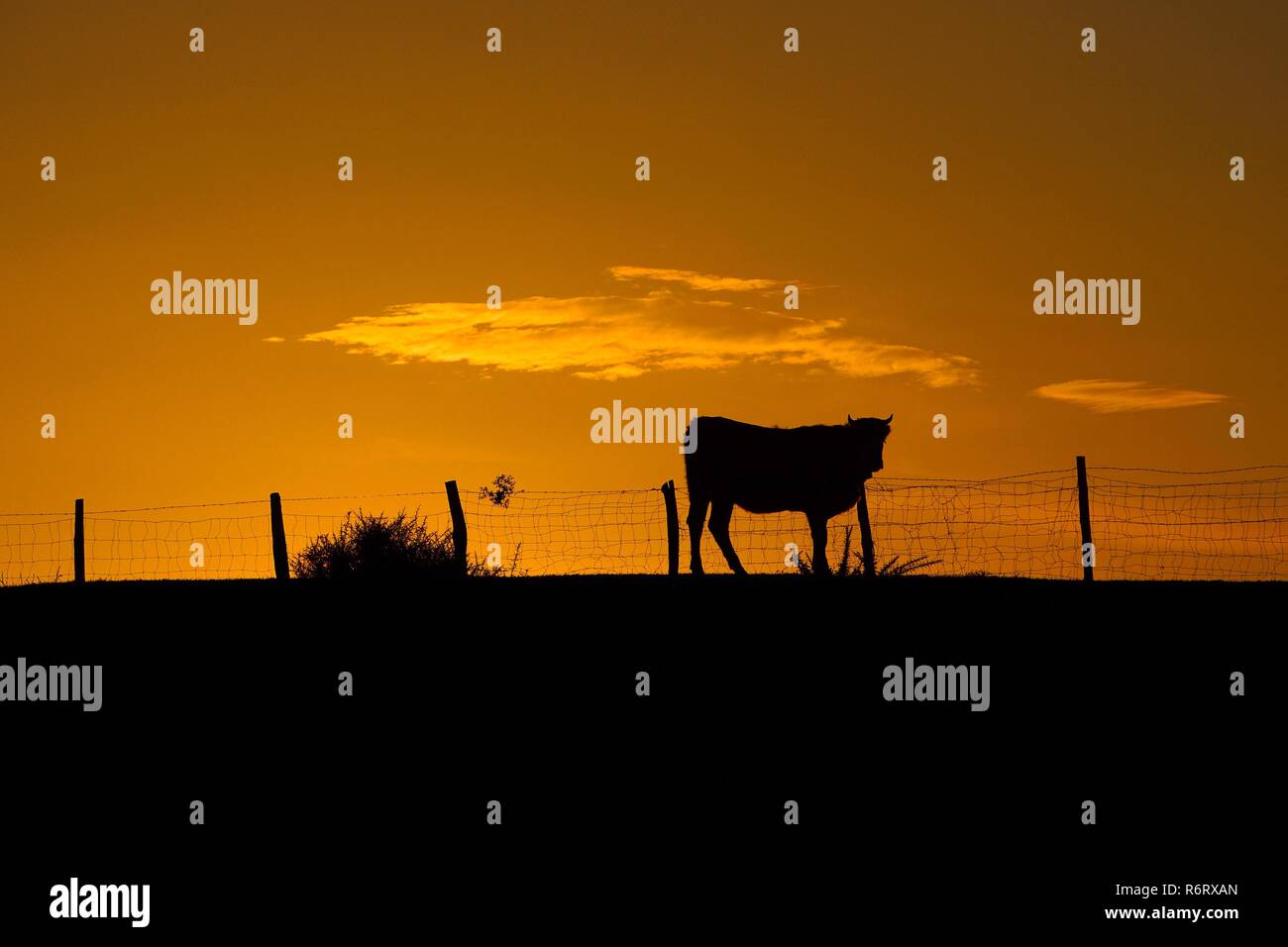 the cow and sunset in the mountain Stock Photo - Alamy