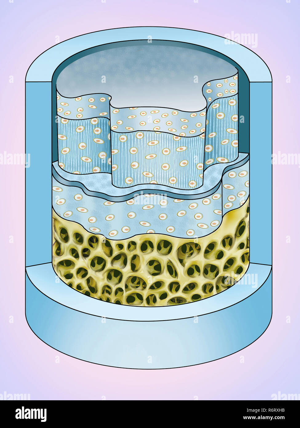 Cartilage is a tissue that has the function of supporting some ...