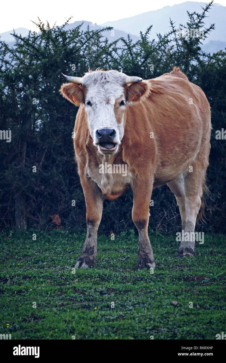 the brown cow portrait in the mountain Stock Photo - Alamy