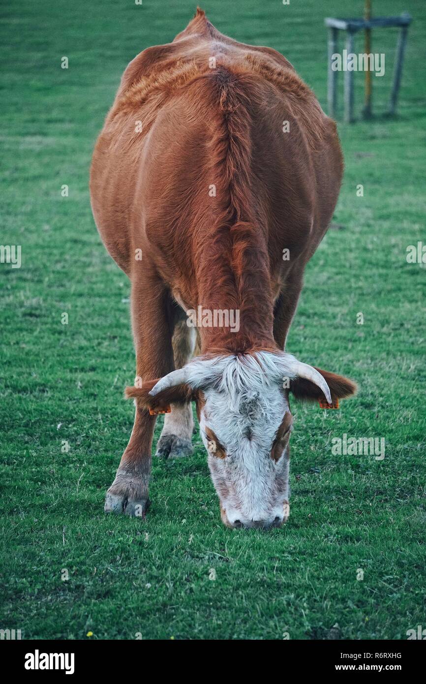 the brown cow portrait in the mountain Stock Photo - Alamy