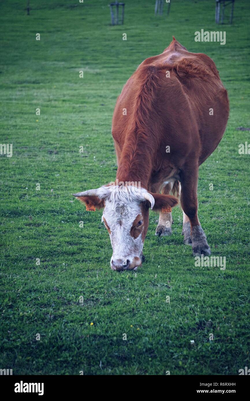 the brown cow portrait in the mountain Stock Photo - Alamy