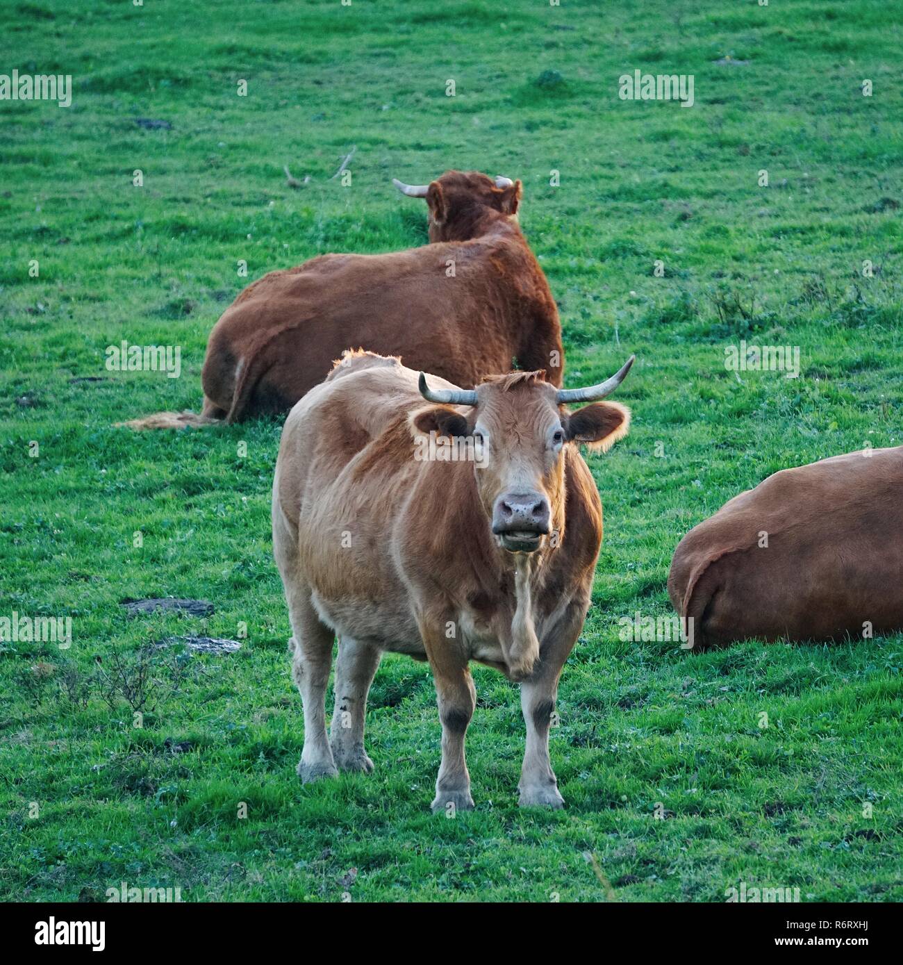the brown cow portrait in the mountain Stock Photo - Alamy