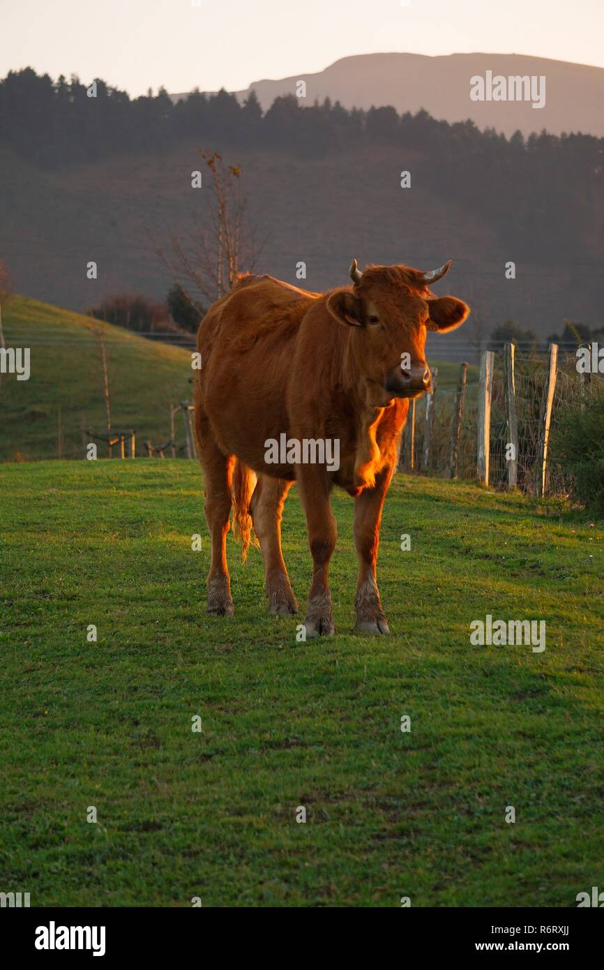 the brown cow portrait in the mountain Stock Photo - Alamy