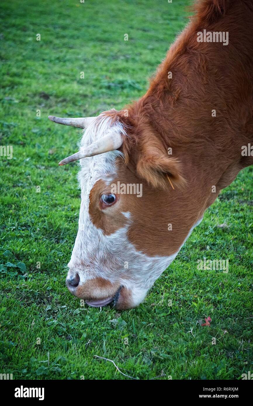 the brown cow portrait in the mountain Stock Photo - Alamy