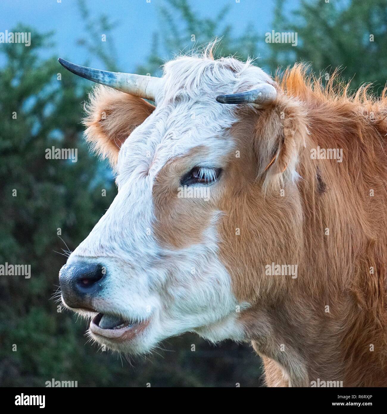 the brown cow portrait in the mountain Stock Photo - Alamy