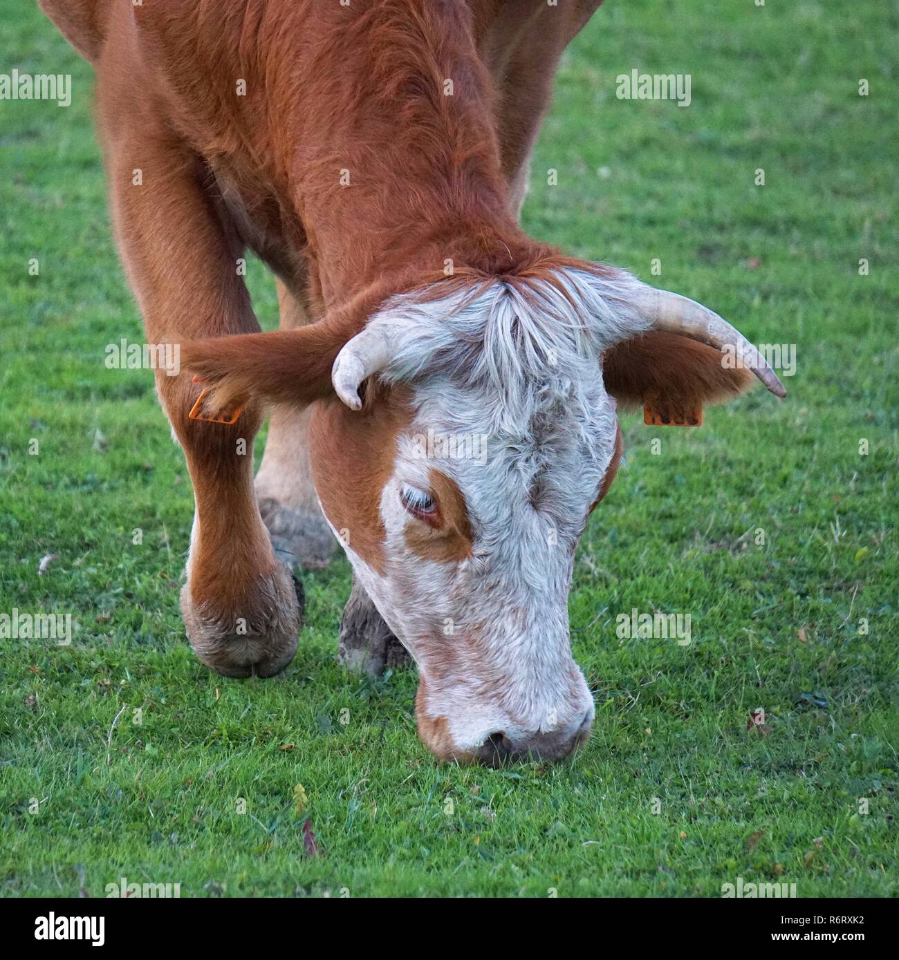 the brown cow portrait in the mountain Stock Photo - Alamy