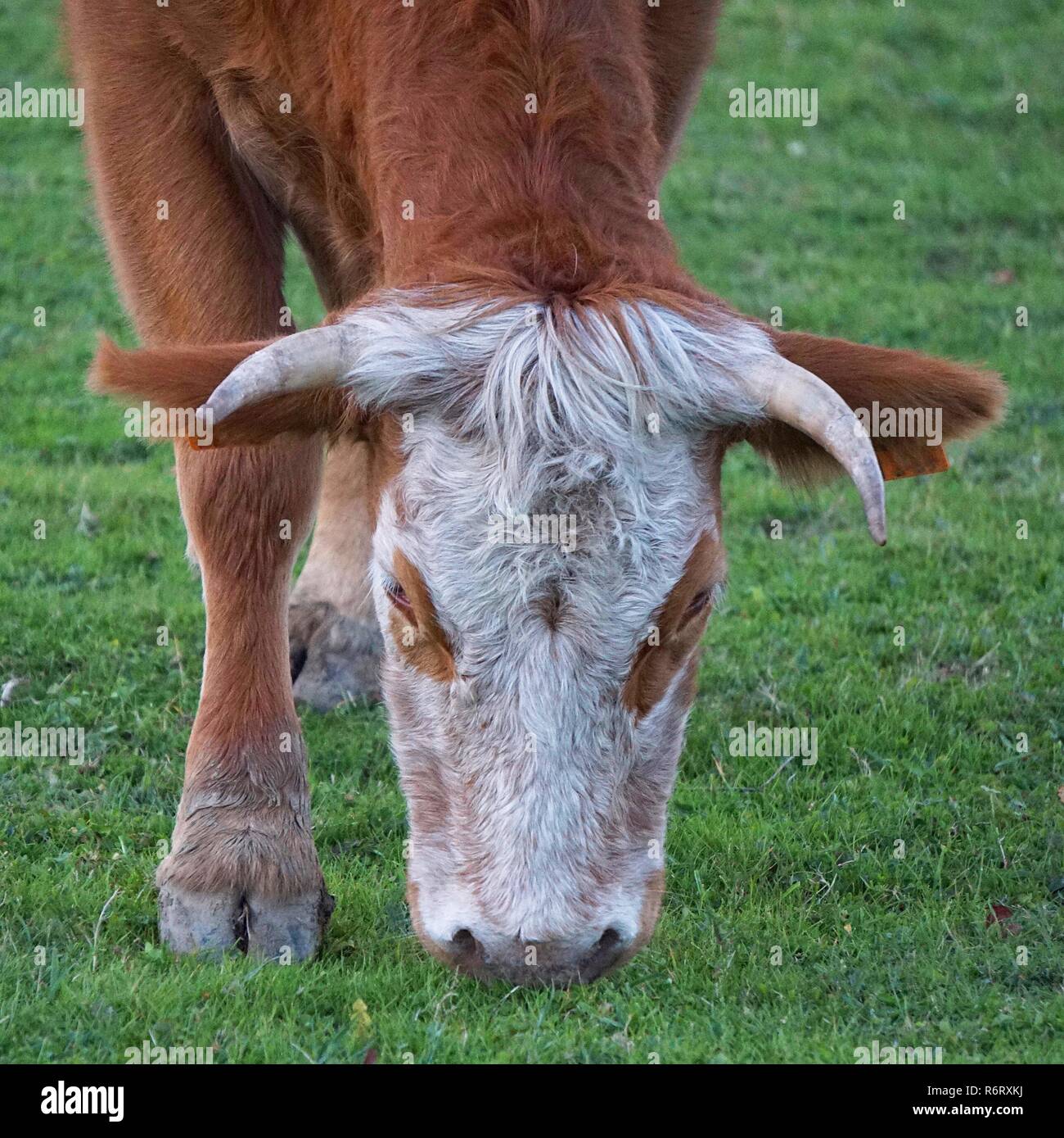 the brown cow portrait in the mountain Stock Photo - Alamy