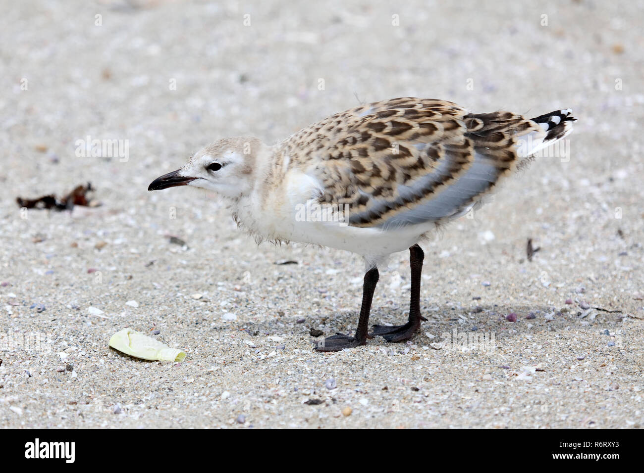Plastic water wings hi-res stock photography and images - Alamy