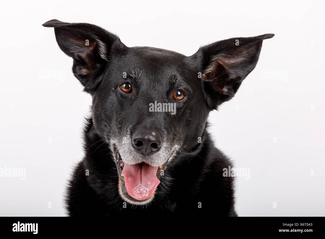 friendly and adorable crossbreed dog Stock Photo - Alamy