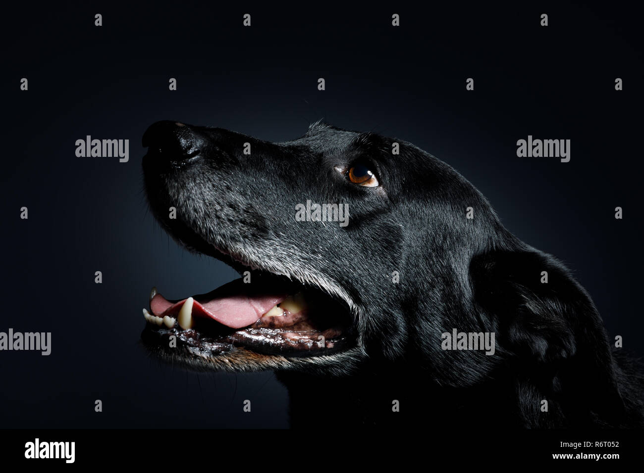 friendly and adorable crossbreed dog Stock Photo - Alamy