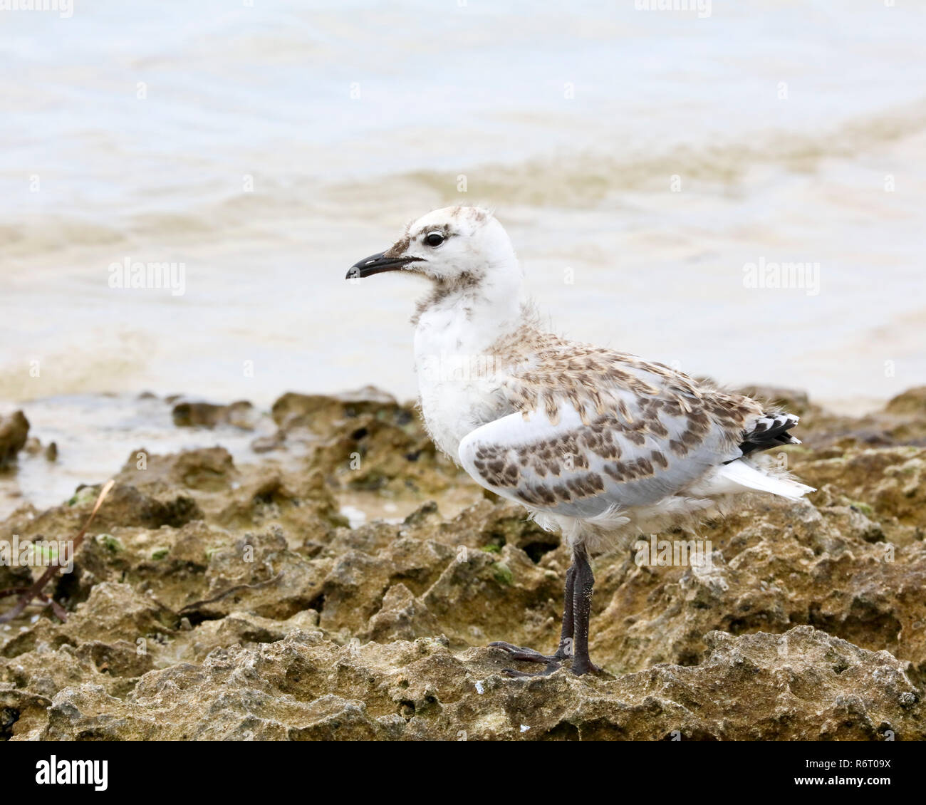 Baby silver gull on the shoreline at Penguin Island, Rockingham ...