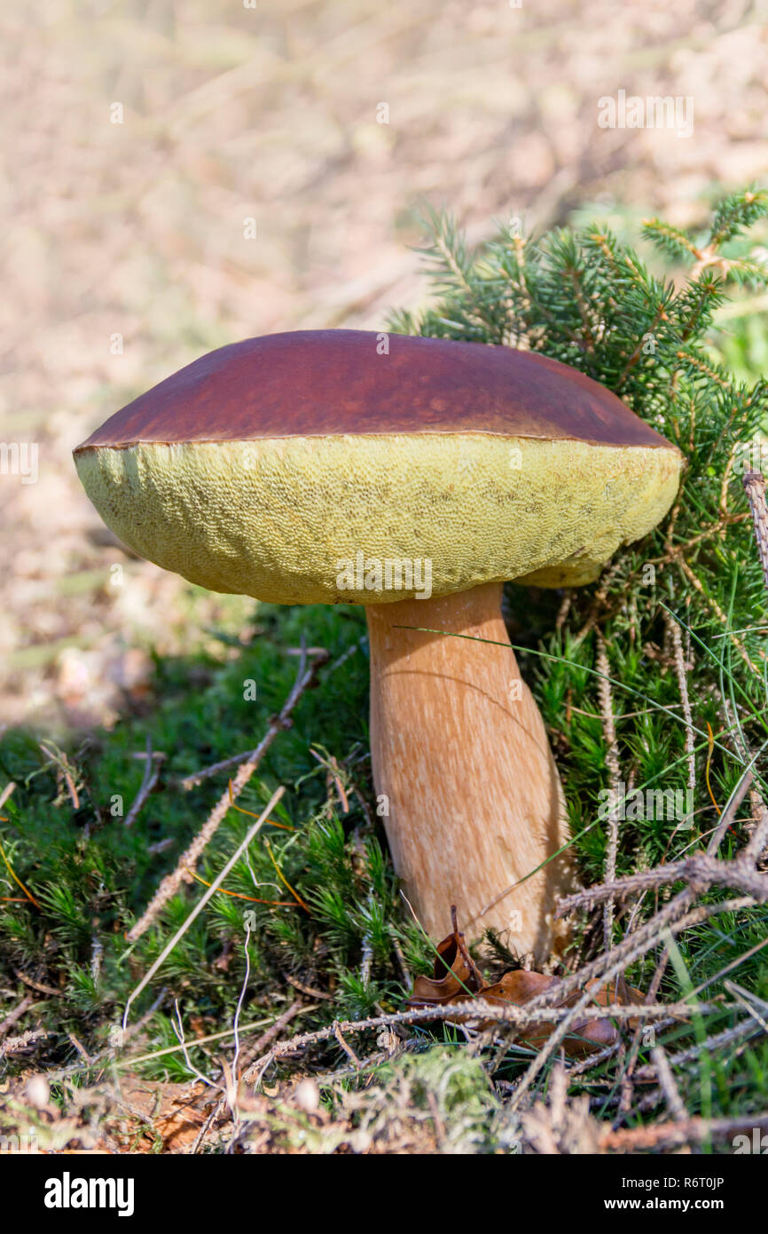 bay bolete fungus Stock Photo - Alamy