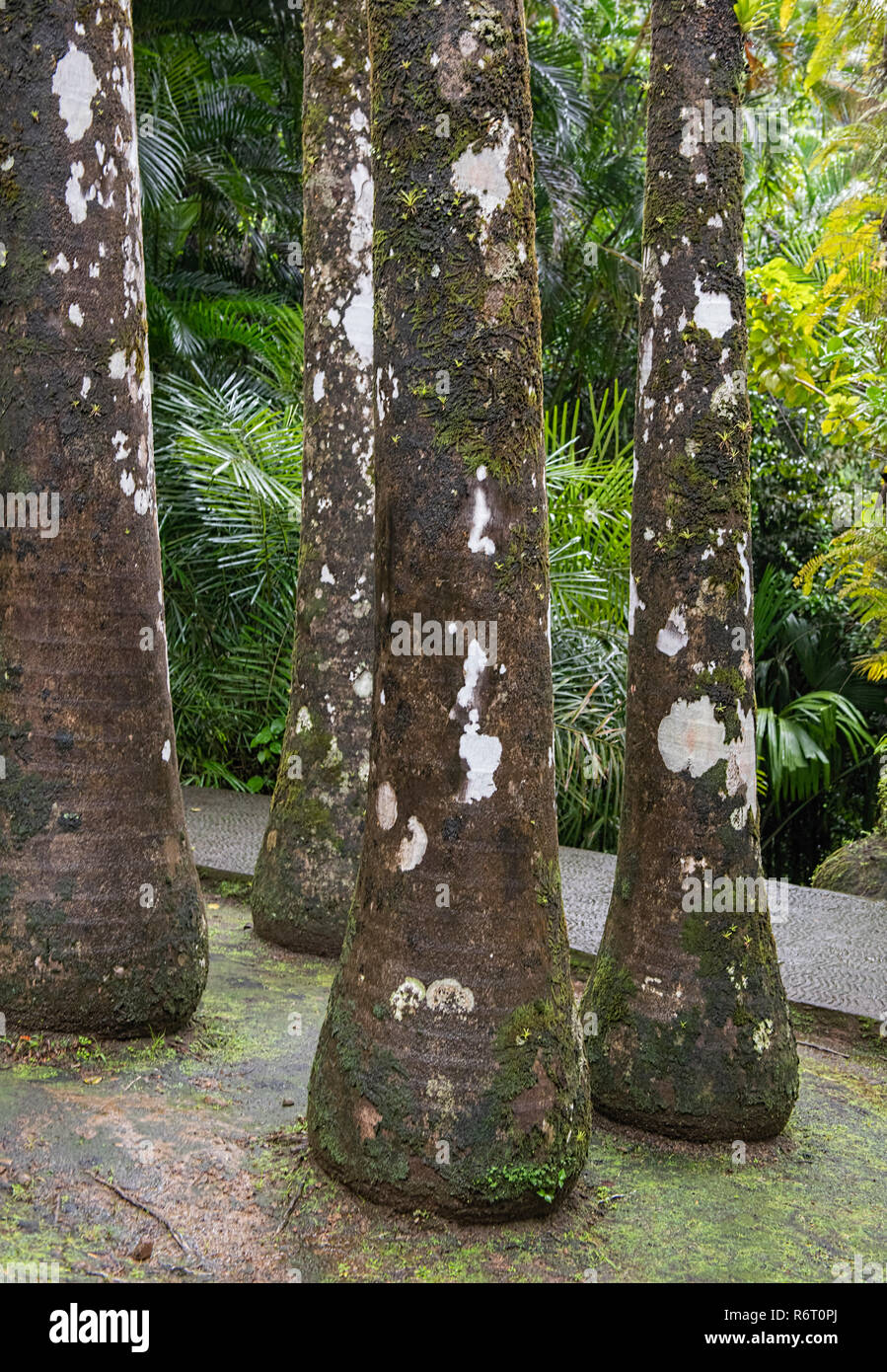 Ruffled Fan Palm Tree Trunks Licuala Grandis at Jardin de Balata ...