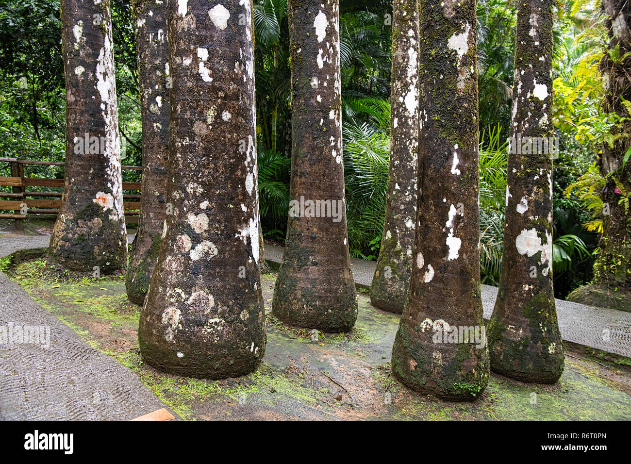Ruffled Fan Palm Tree Trunks Licuala Grandis at Jardin de Balata ...
