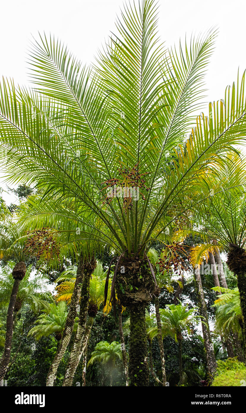 Balata tree hi-res stock photography and images - Alamy