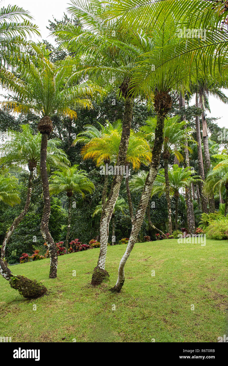 Balata tree hi-res stock photography and images - Alamy