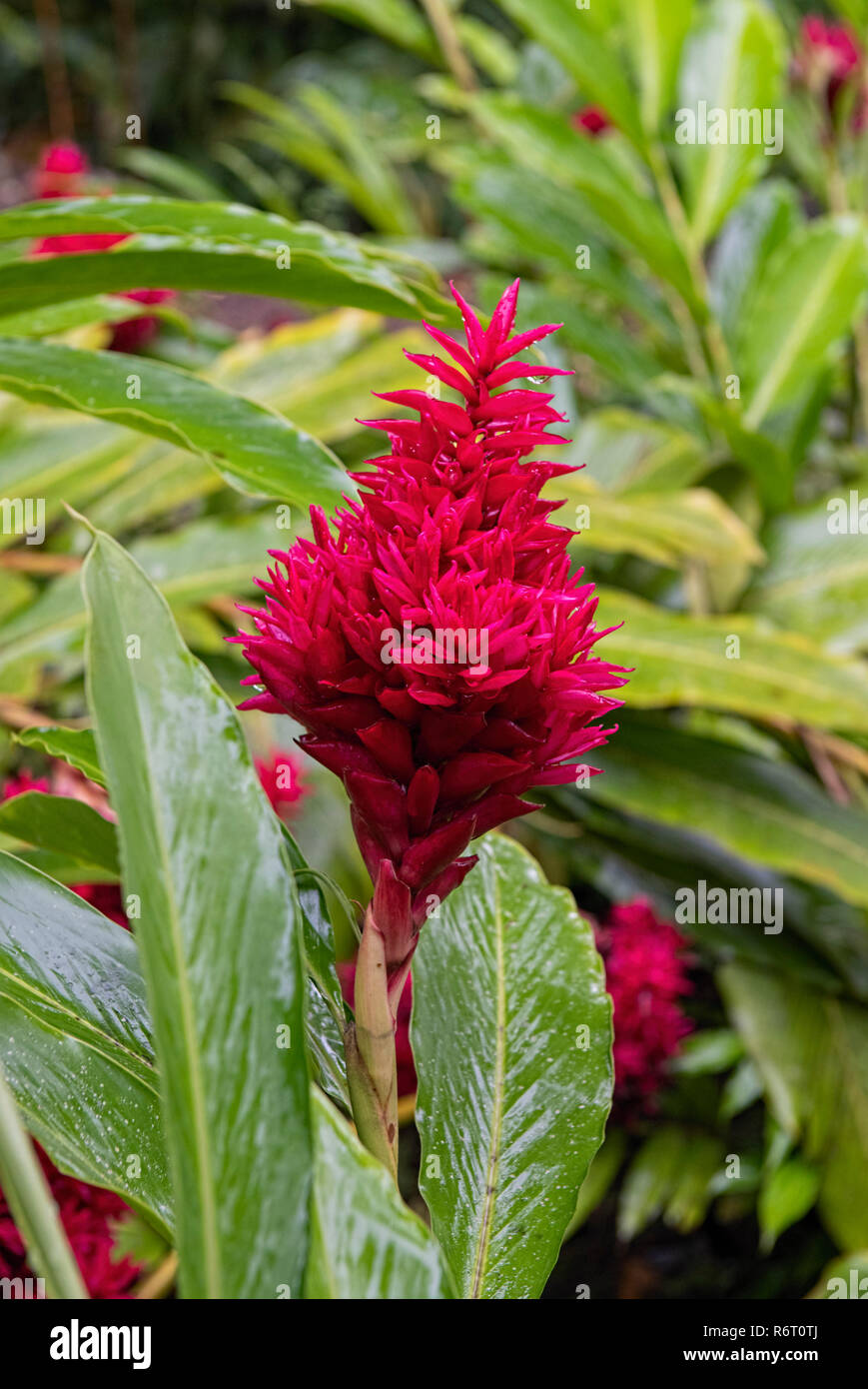 Alpinias hi-res stock photography and images - Alamy