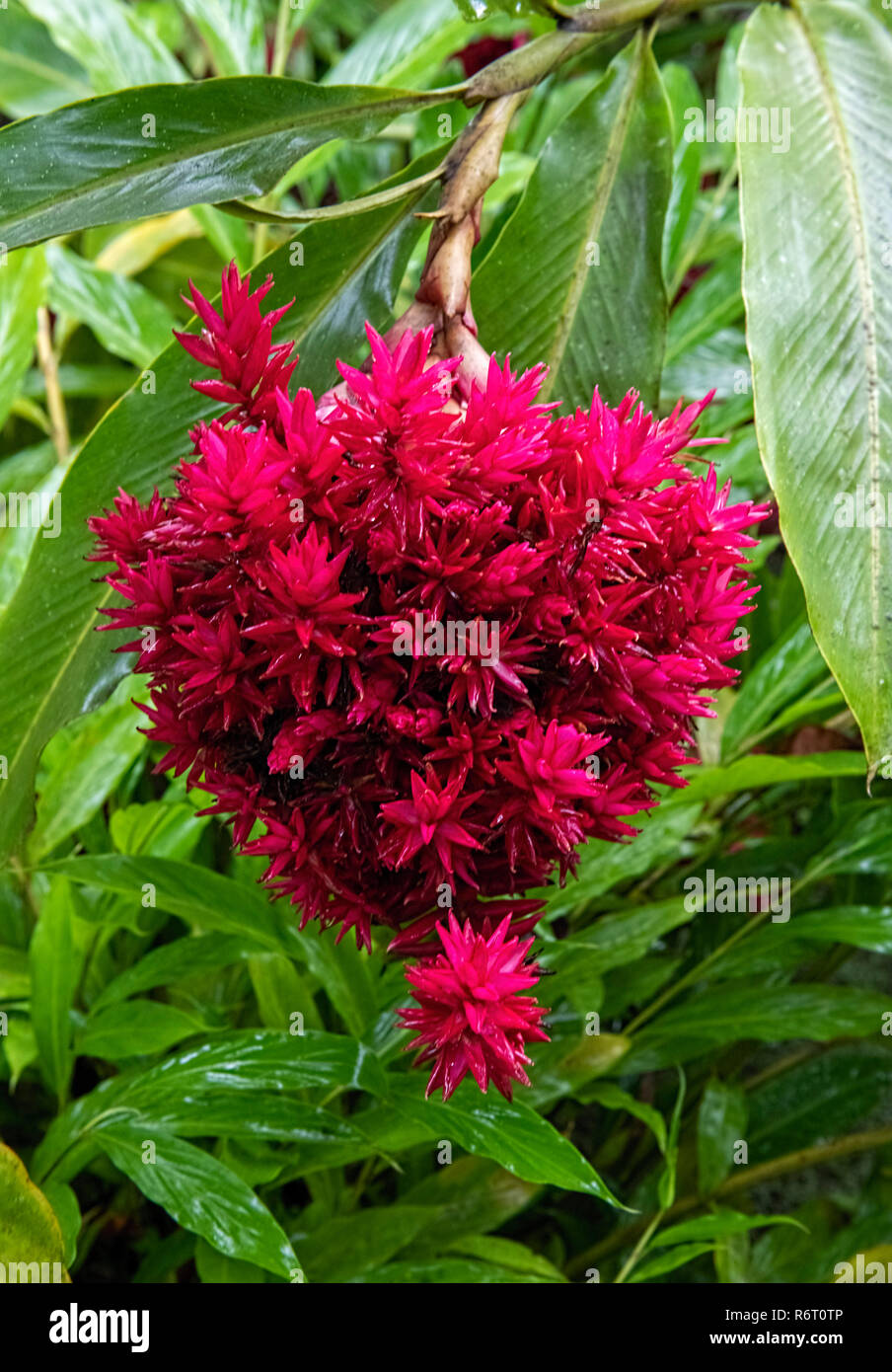 Giant Alpinias & Torch Ginger at Jardin de Balata Martinique Stock ...
