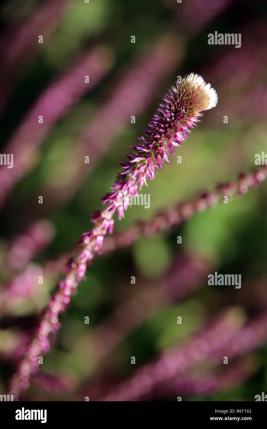 apamarga - achyranthes aspera Stock Photo - Alamy