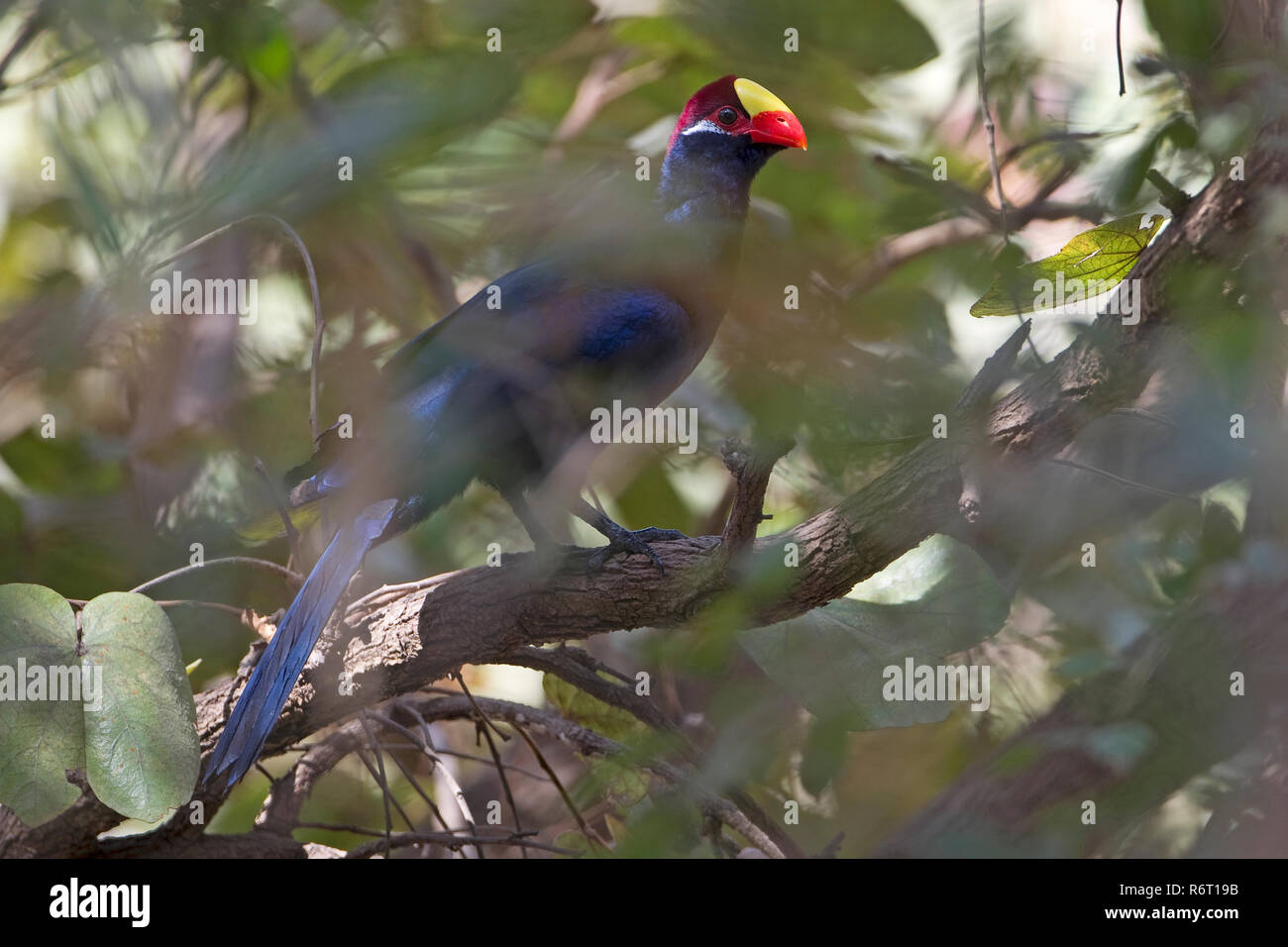 Violet Turaco (Musophaga violacea Stock Photo - Alamy