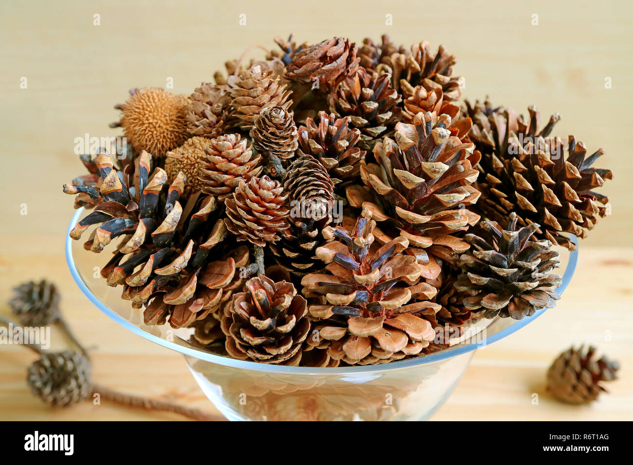 Various types and sizes of many natural dry pine cones in a glass ...