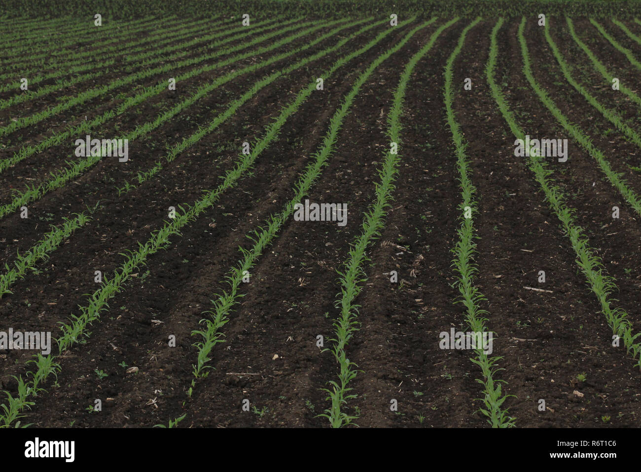 Fertile soil as basis for a functional agricultural cultivation Stock ...