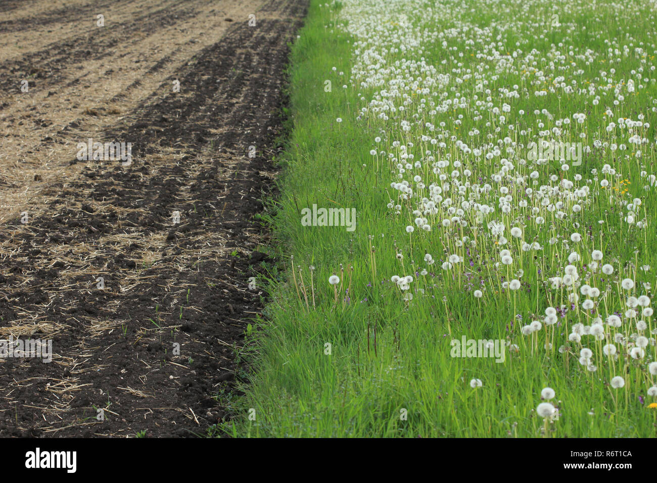 Fertile soil as basis for a functional agricultural cultivation Stock ...