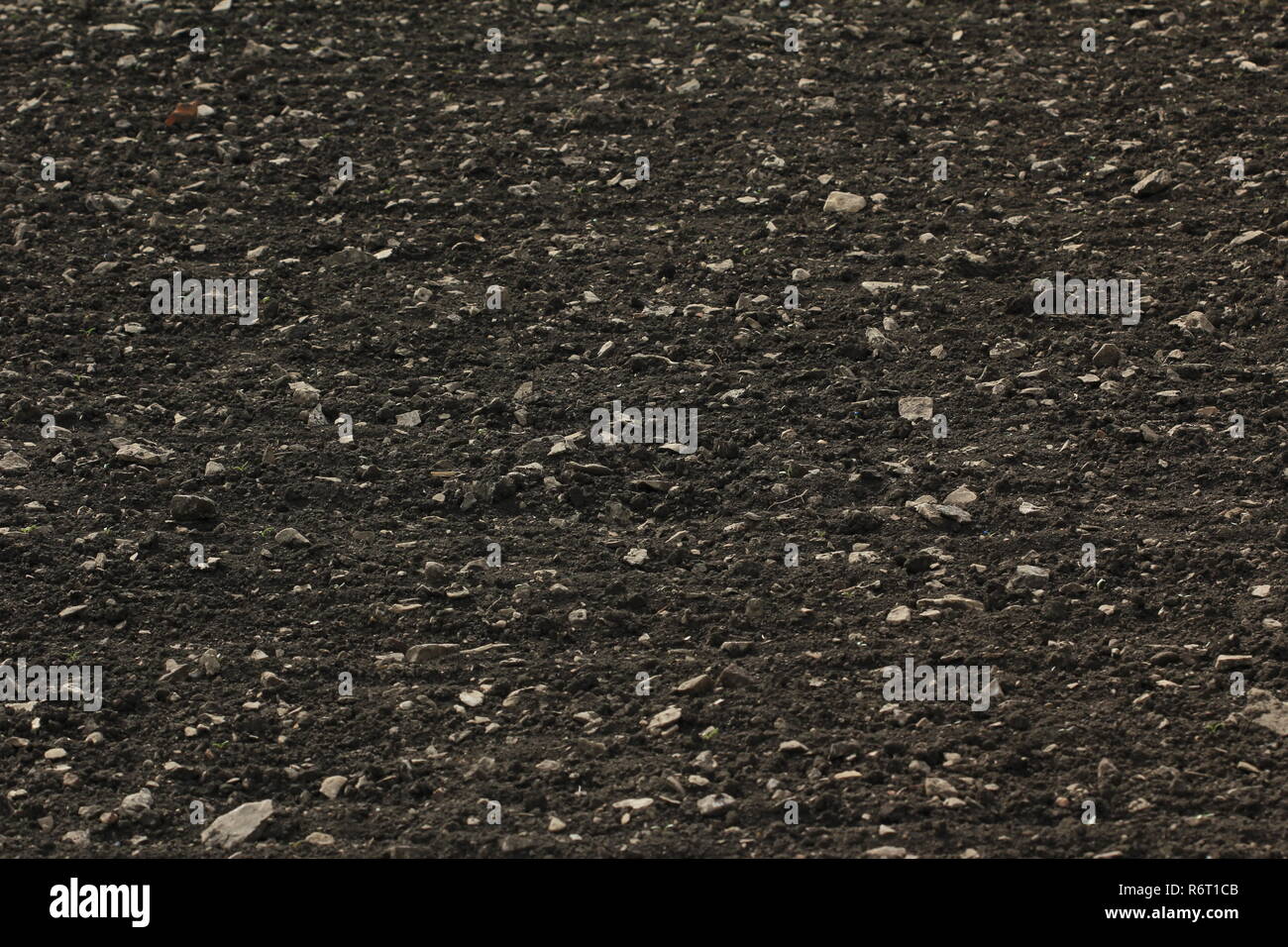 Fertile soil as basis for a functional agricultural cultivation Stock ...