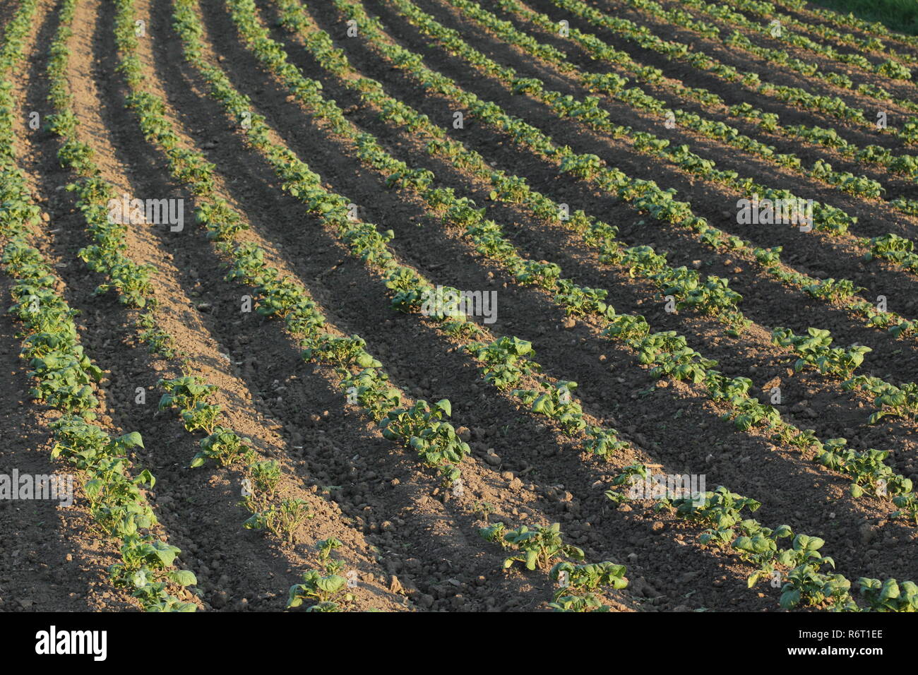 Fertile soil as basis for a functional agricultural cultivation Stock ...