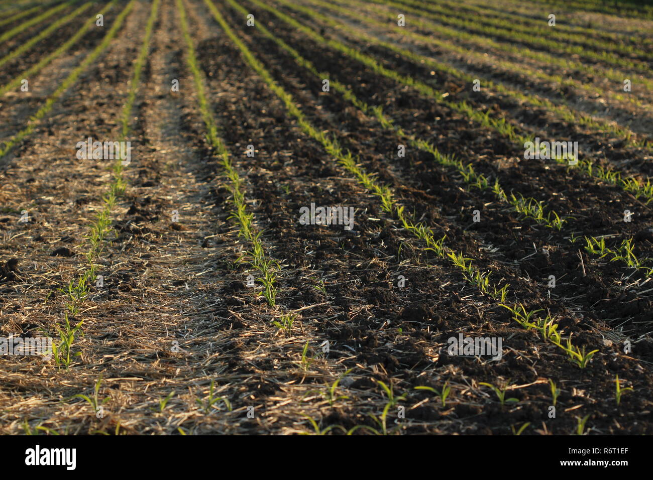Fertile soil as basis for a functional agricultural cultivation Stock ...
