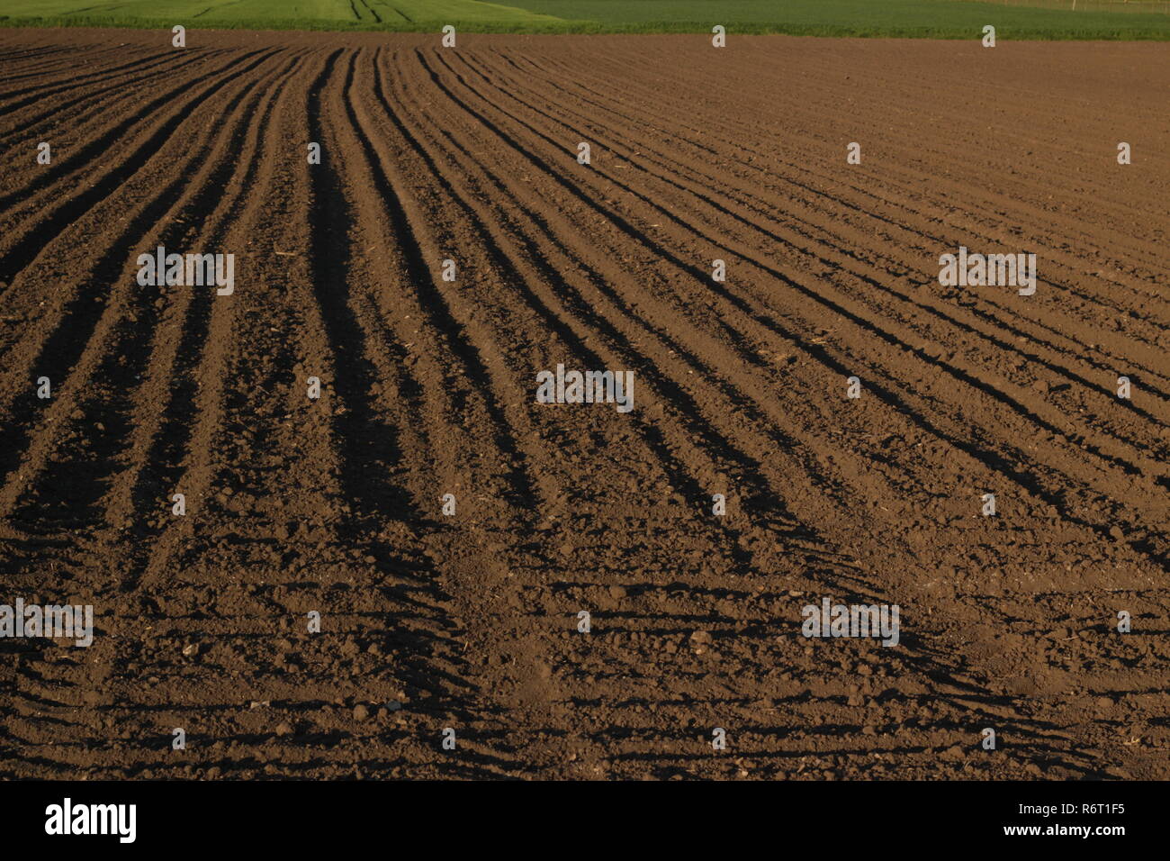 Fertile soil as basis for a functional agricultural cultivation Stock ...