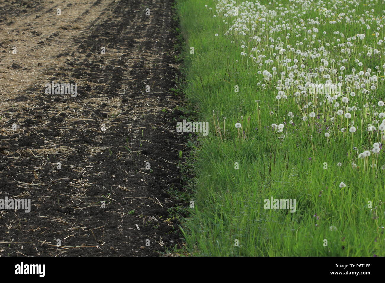 Fertile soil as basis for a functional agricultural cultivation Stock ...